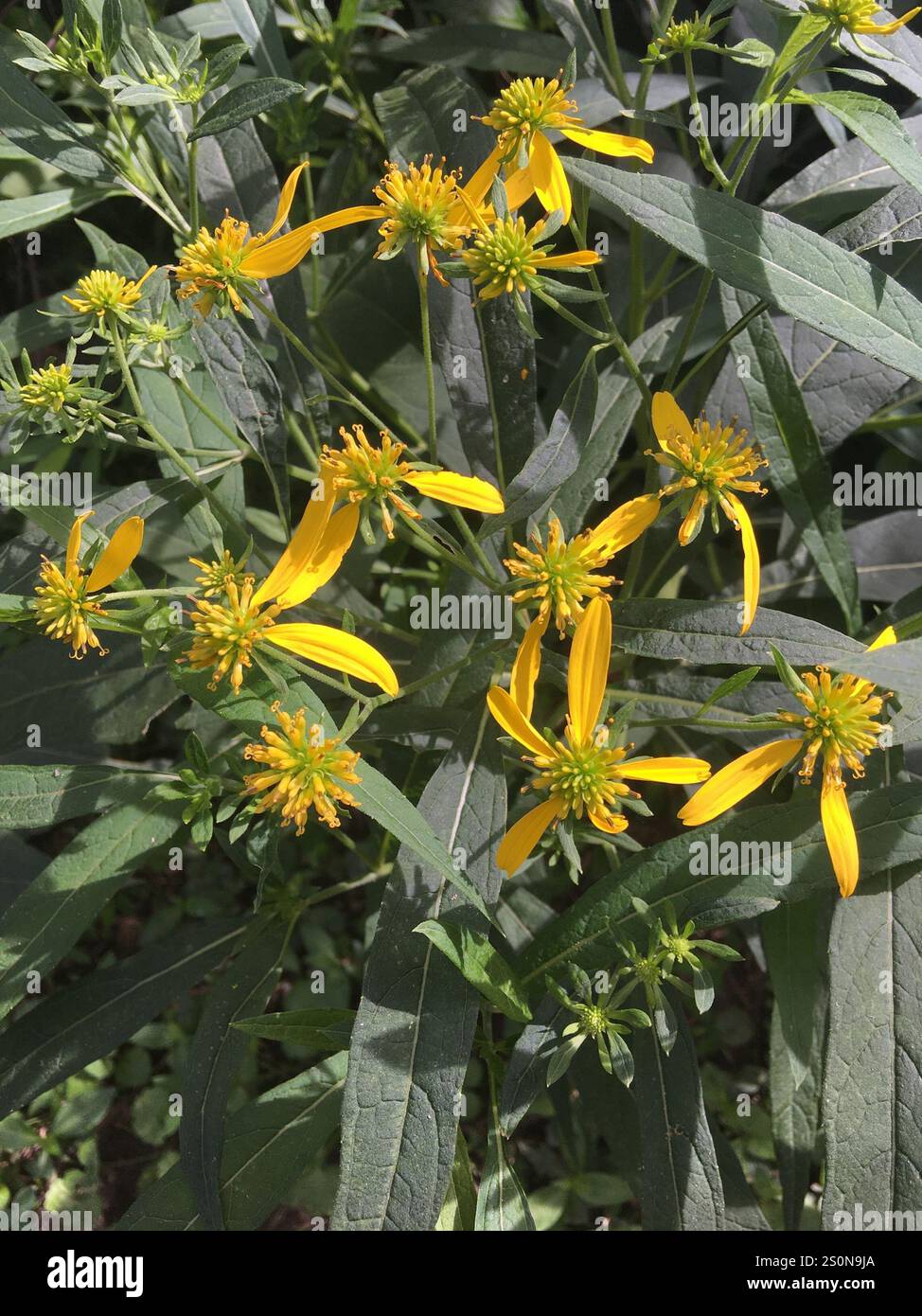 Wingstem (Verbesina alternifolia Stock Photo - Alamy