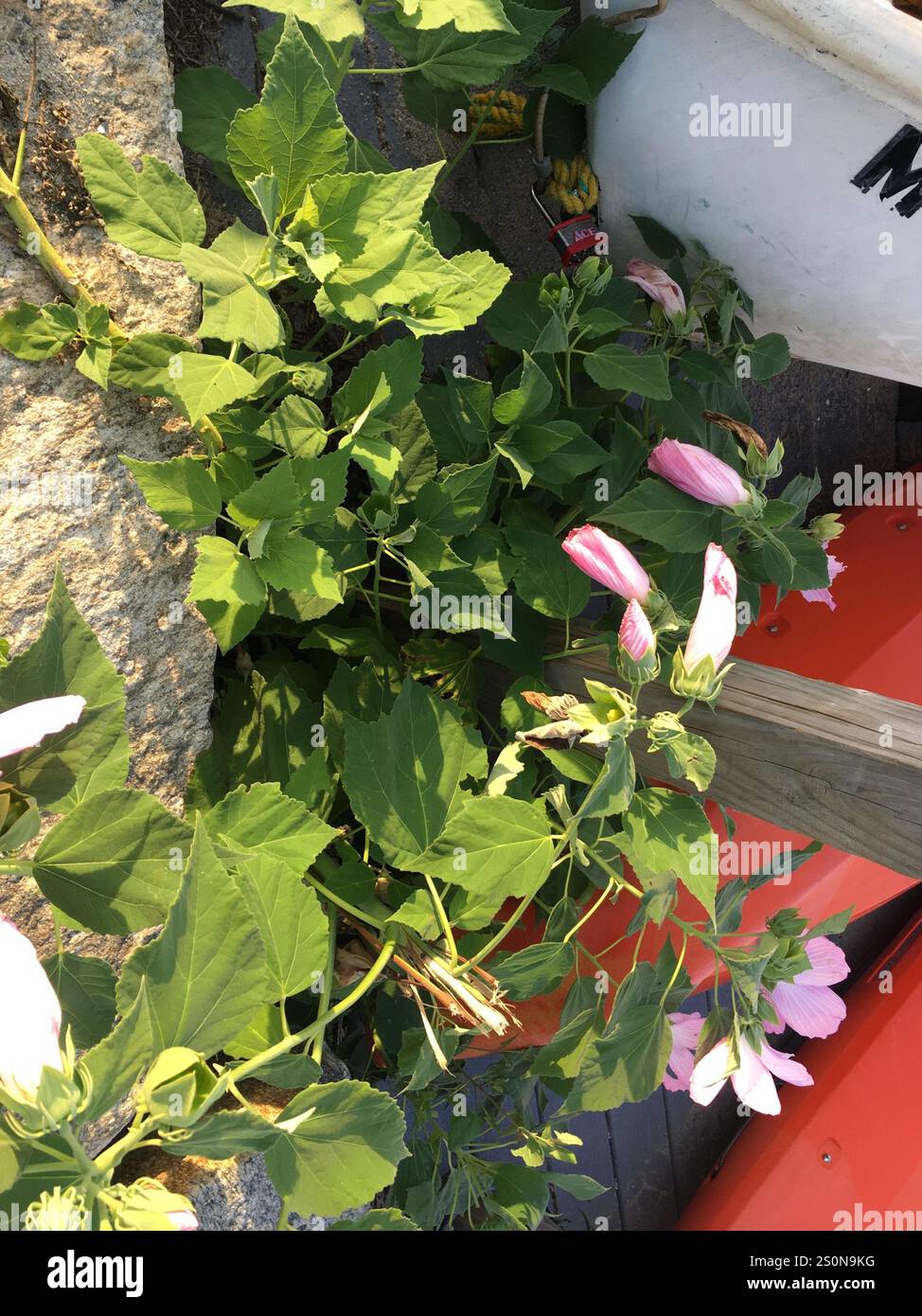 swamp rose mallow (Hibiscus moscheutos Stock Photo - Alamy