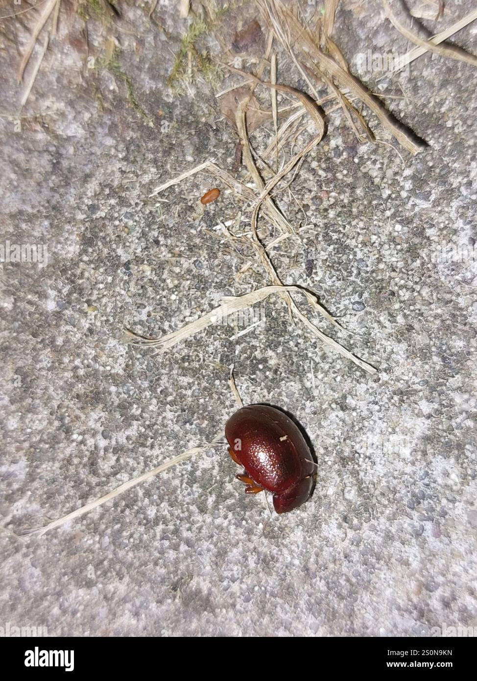 brown leaf beetle (Chrysolina staphylaea Stock Photo - Alamy