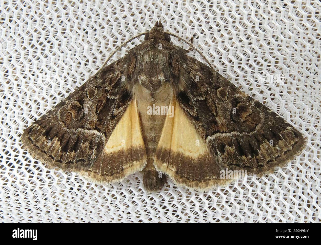 Straw Underwing (Thalpophila matura Stock Photo - Alamy