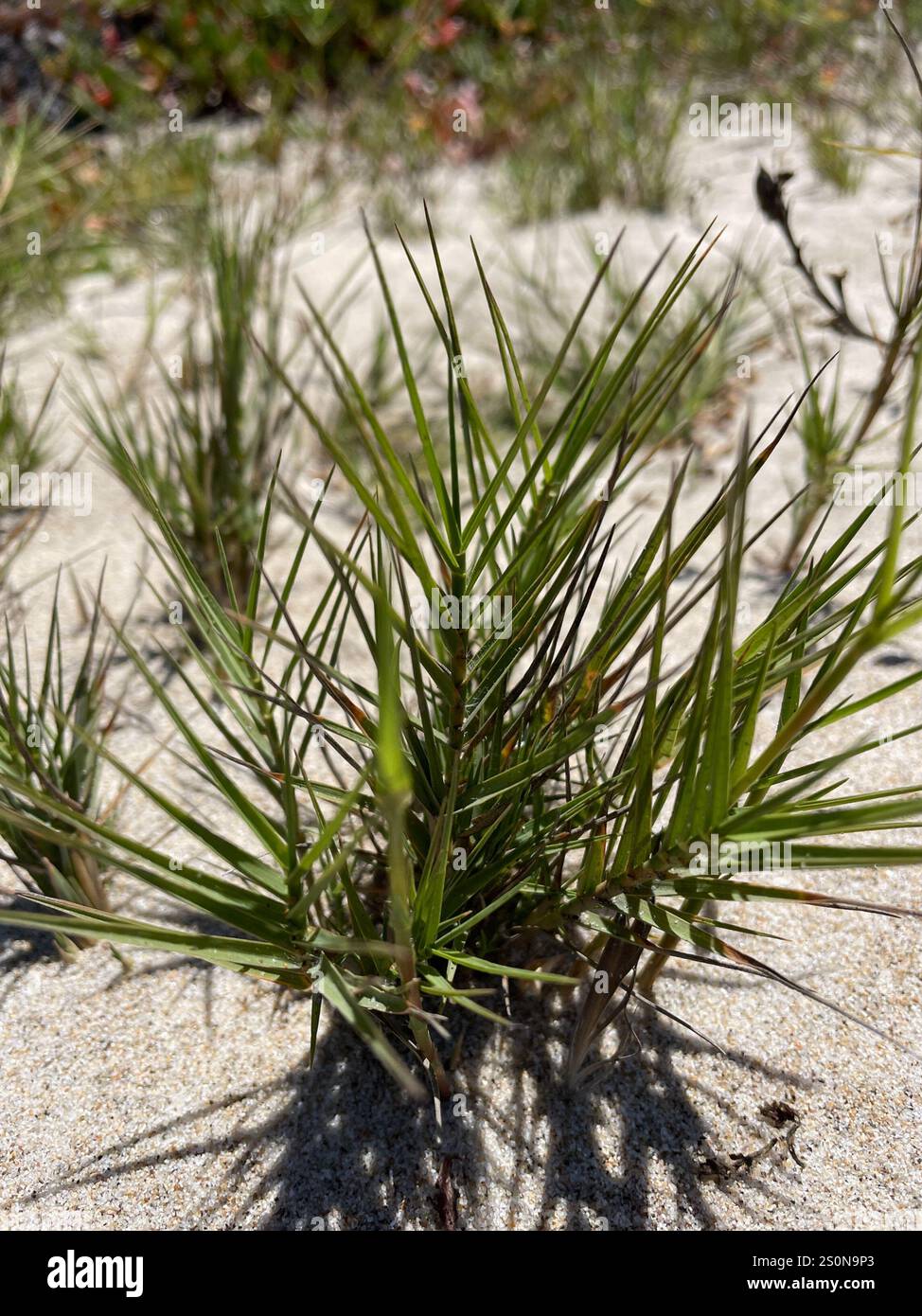 Saltgrass (Distichlis spicata Stock Photo - Alamy