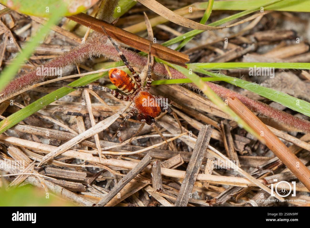 Orange Ant-mimic Sac Spider (Castianeira amoena Stock Photo - Alamy