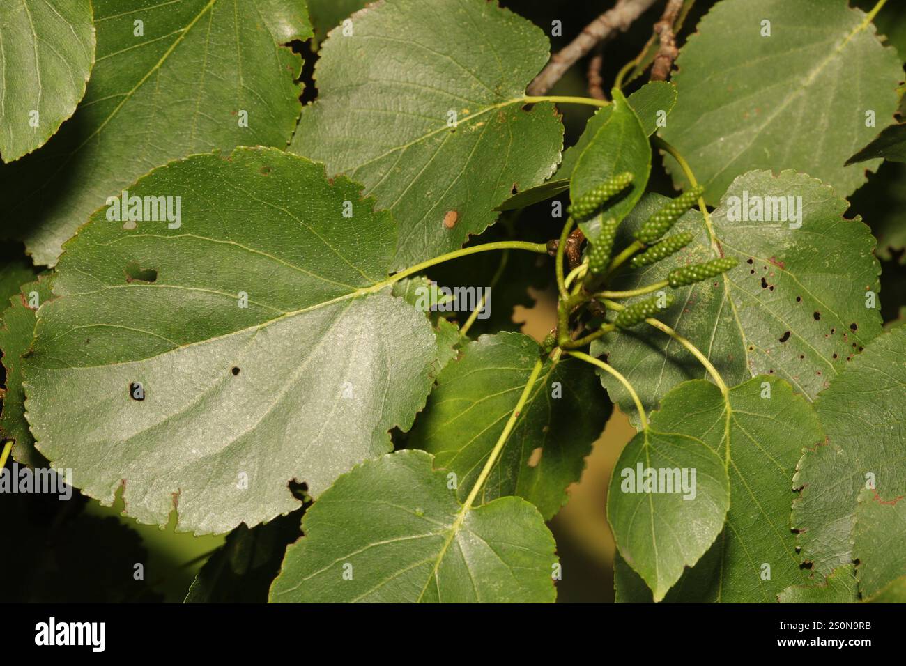 Italian alder (Alnus cordata Stock Photo - Alamy