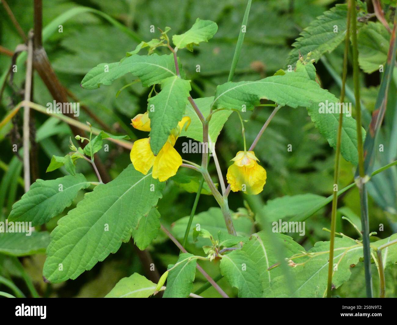 Touch-me-not Balsam (Impatiens noli-tangere Stock Photo - Alamy