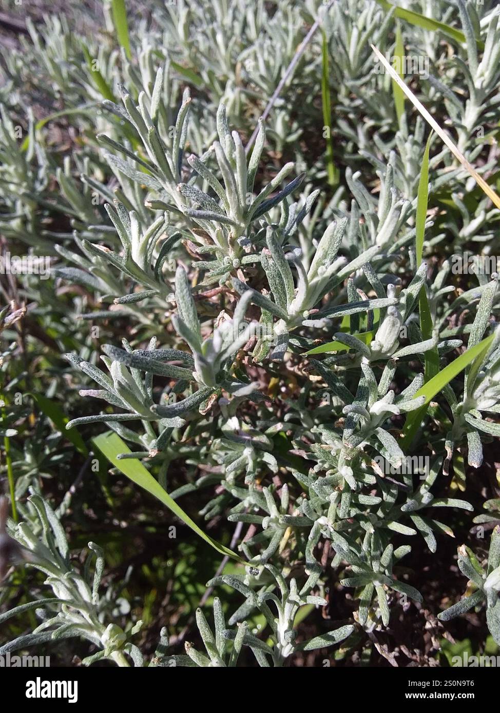 Coastal Daisy-Bush (Olearia axillaris Stock Photo - Alamy