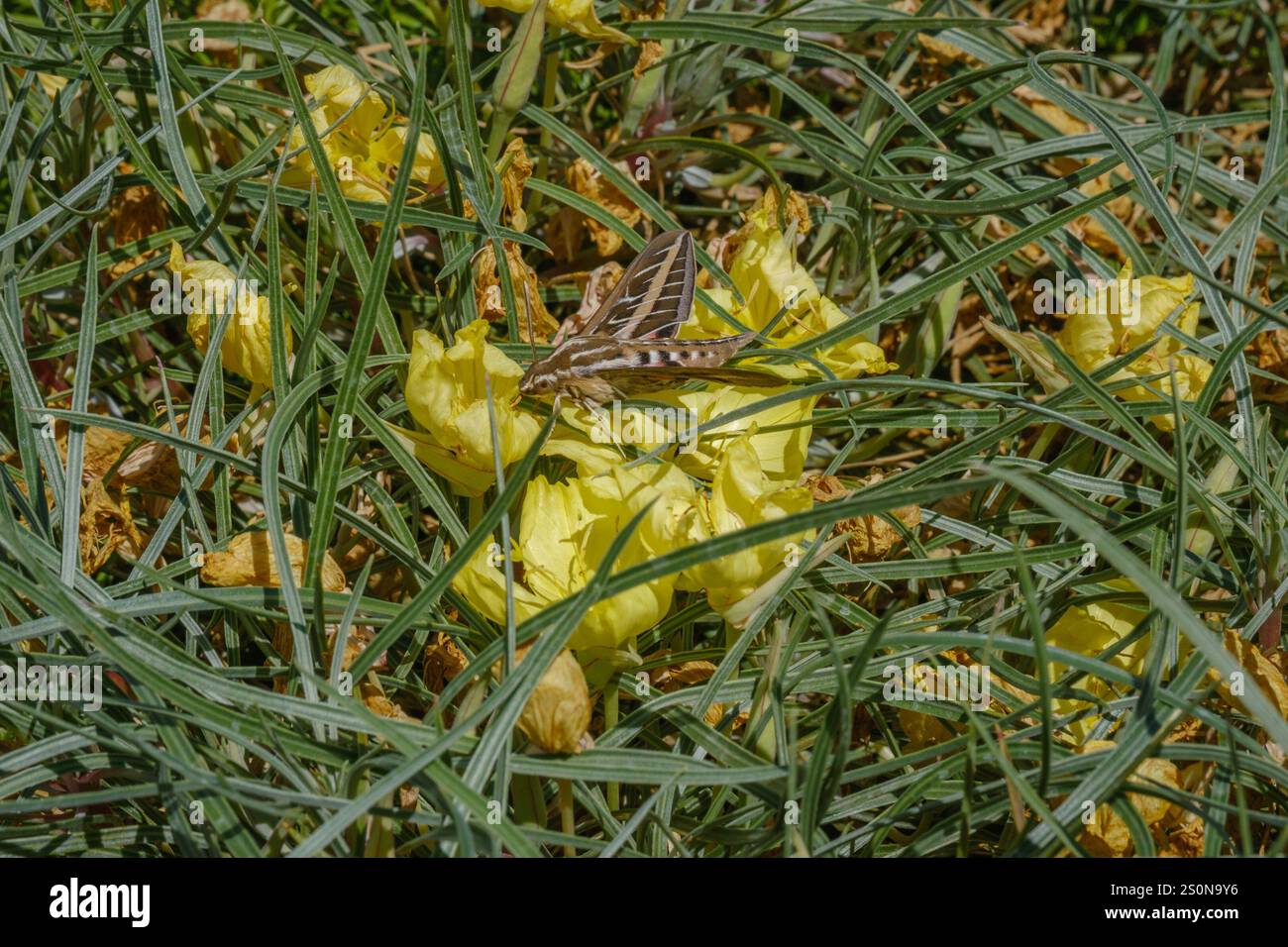 White-lined Sphinx (Hyles lineata Stock Photo - Alamy
