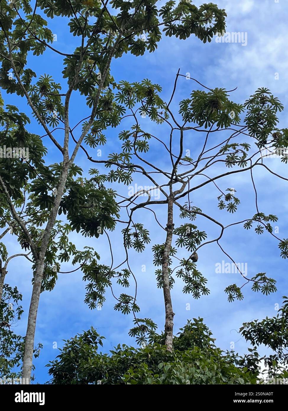 trumpet-tree (Cecropia obtusifolia Stock Photo - Alamy