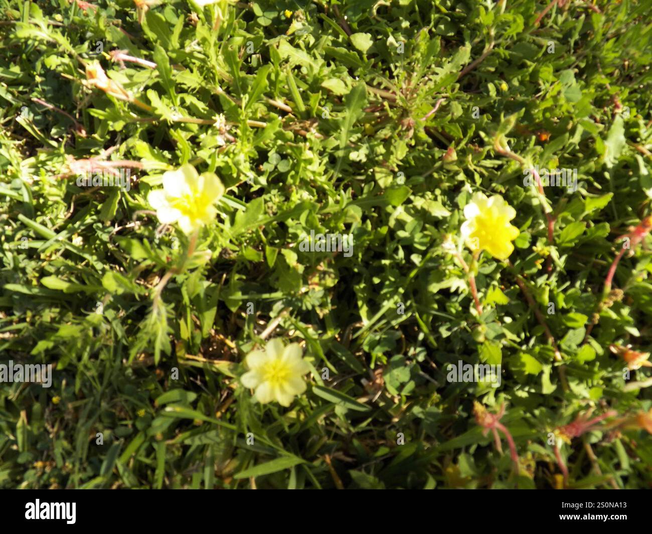 cutleaf evening primrose (Oenothera laciniata Stock Photo - Alamy