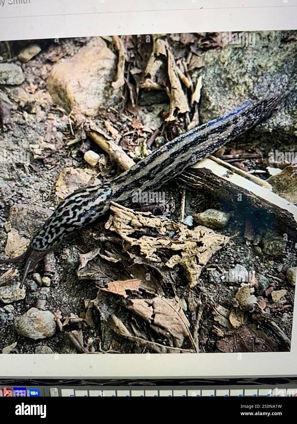 Leopard Slug (Limax maximus Stock Photo - Alamy