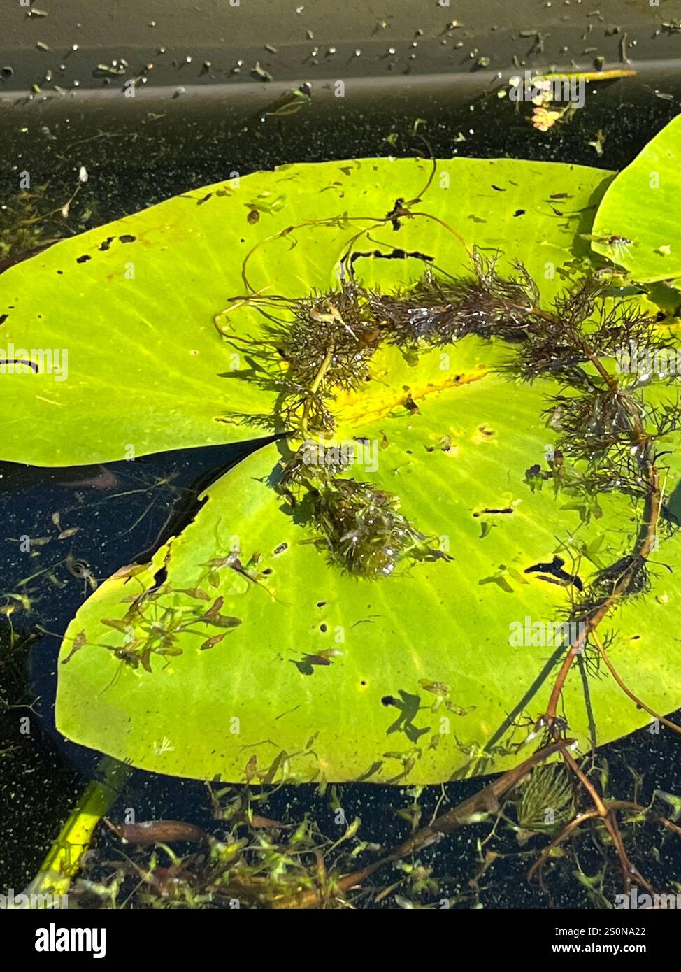 Water Marigold (Bidens beckii Stock Photo - Alamy