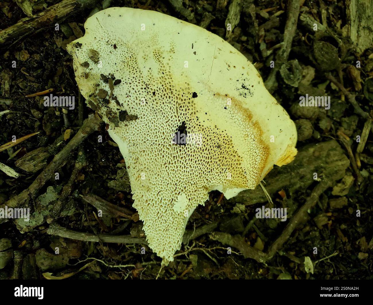 Berkeley's Polypore (Bondarzewia berkeleyi Stock Photo - Alamy