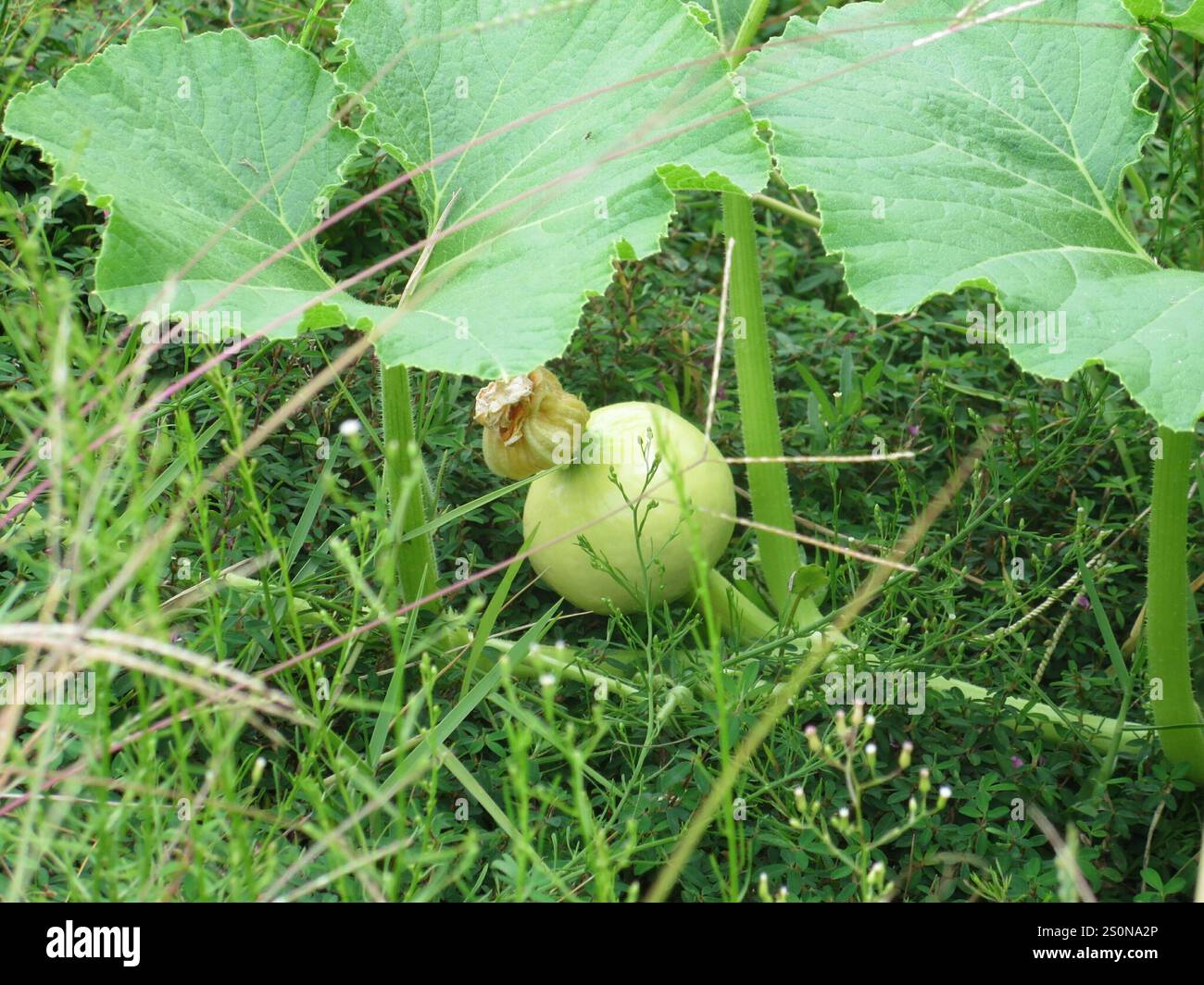 winter squash (Cucurbita maxima Stock Photo - Alamy
