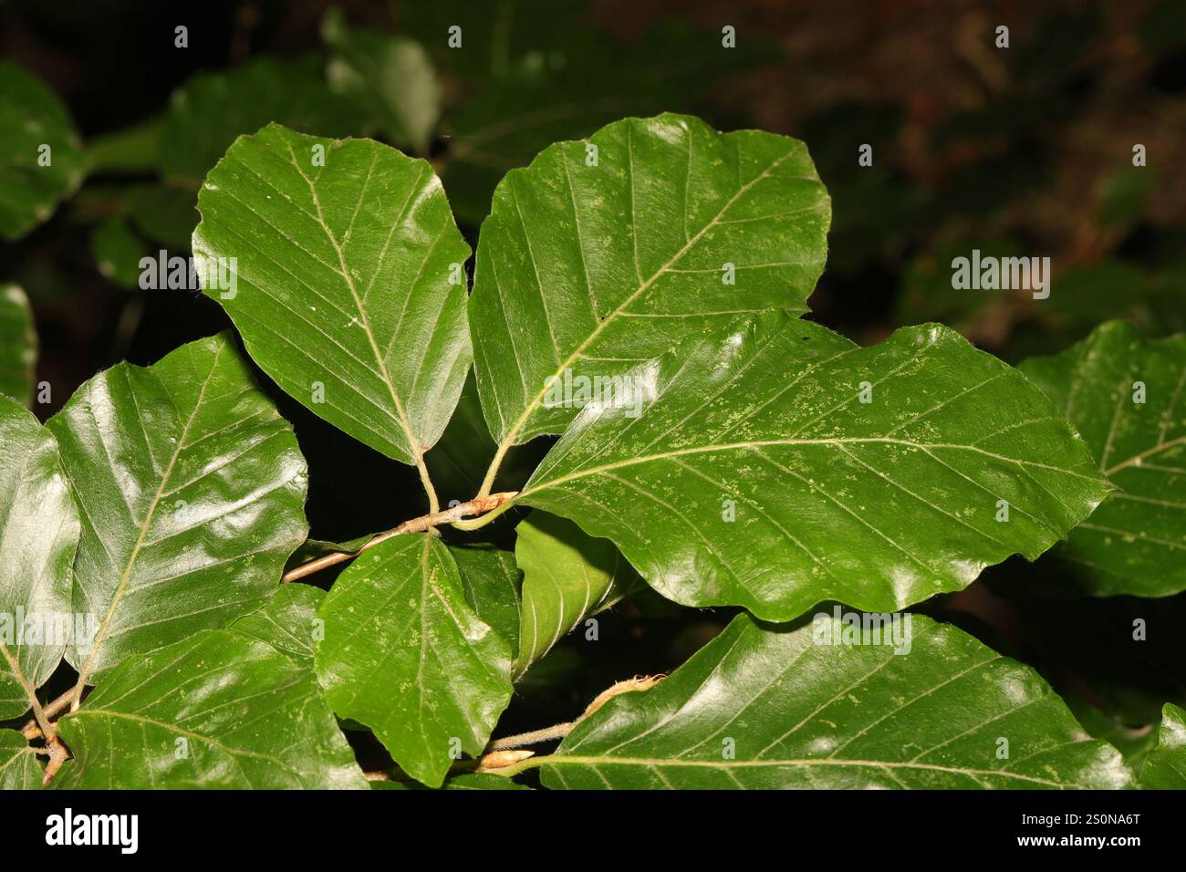 European beech (Fagus sylvatica Stock Photo - Alamy