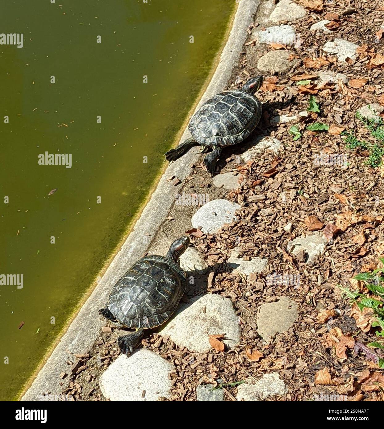 Pond Slider (Trachemys scripta Stock Photo - Alamy