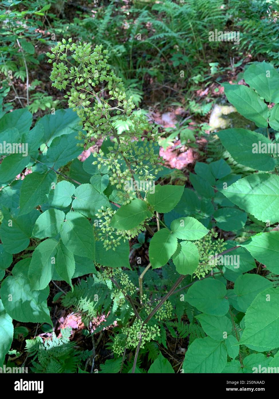 American spikenard (Aralia racemosa Stock Photo - Alamy
