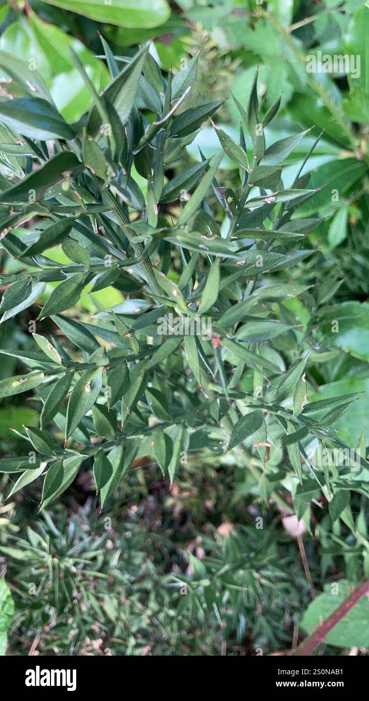 butcher's-broom (Ruscus aculeatus Stock Photo - Alamy