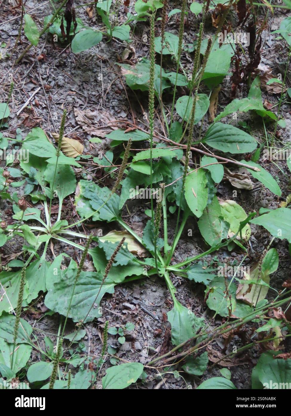 greater plantain (Plantago major Stock Photo - Alamy