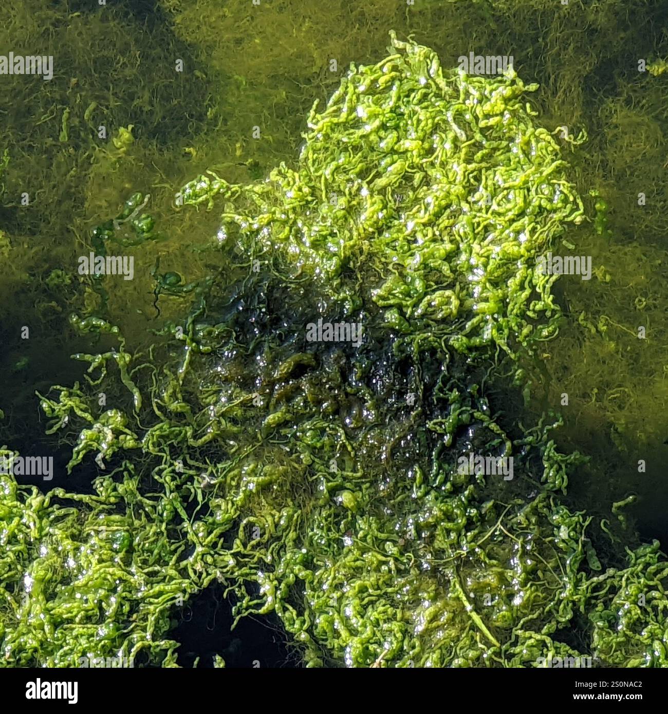green algae (Chlorophyta Stock Photo - Alamy