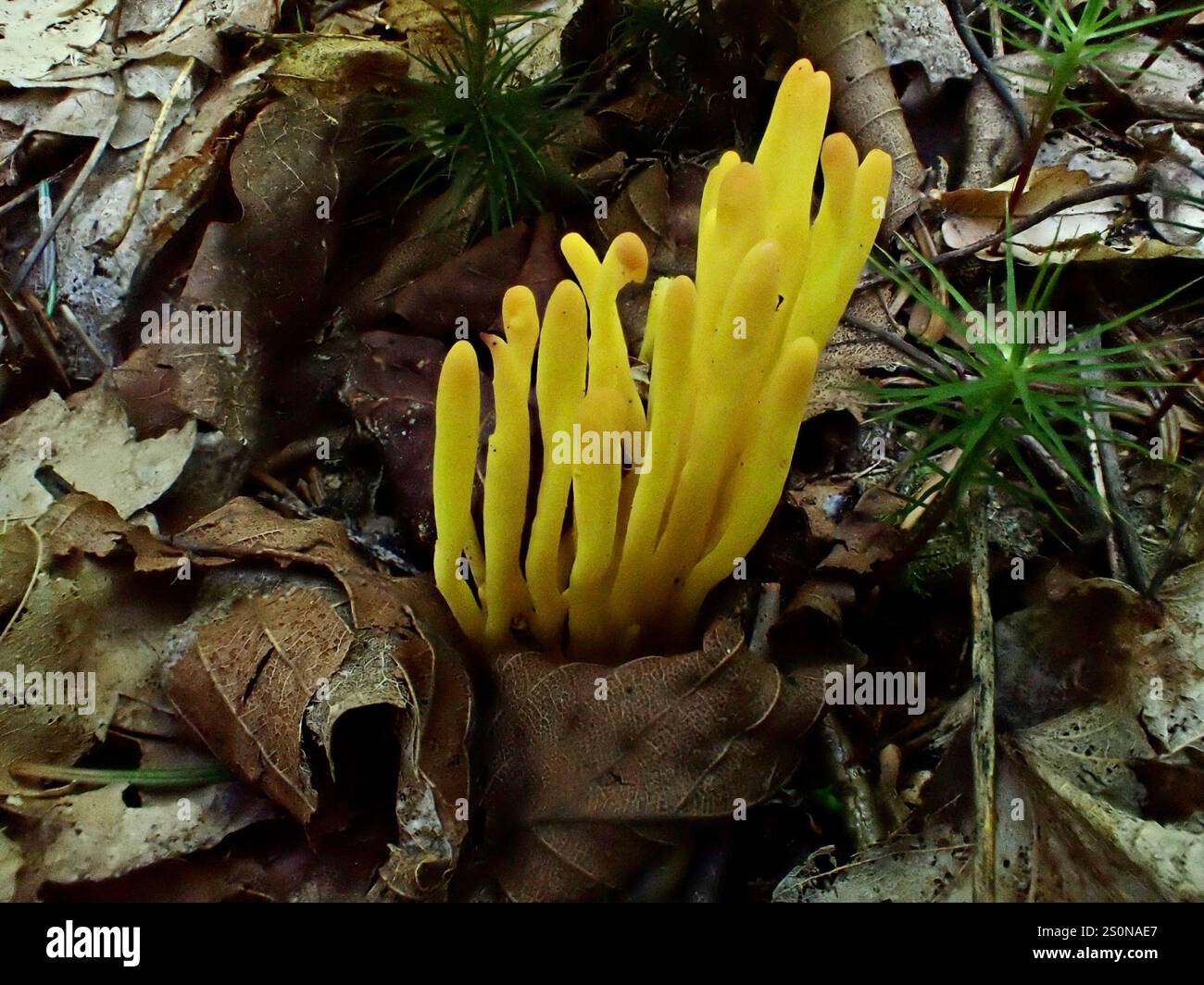 Golden Spindles (Clavulinopsis fusiformis Stock Photo - Alamy