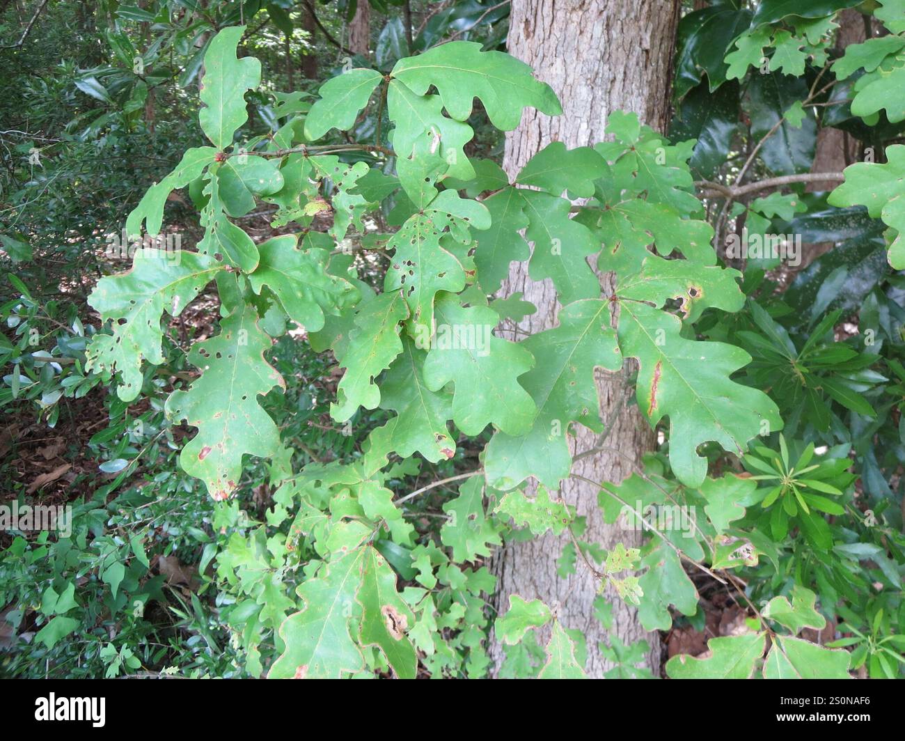 white oak (Quercus alba Stock Photo - Alamy