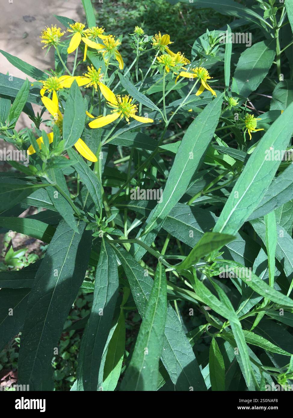 Wingstem (Verbesina alternifolia Stock Photo - Alamy
