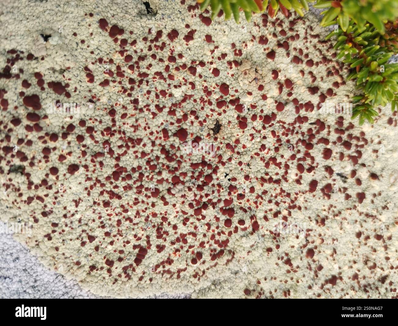 Alpine Bloodspot Lichen (Ophioparma ventosa Stock Photo - Alamy