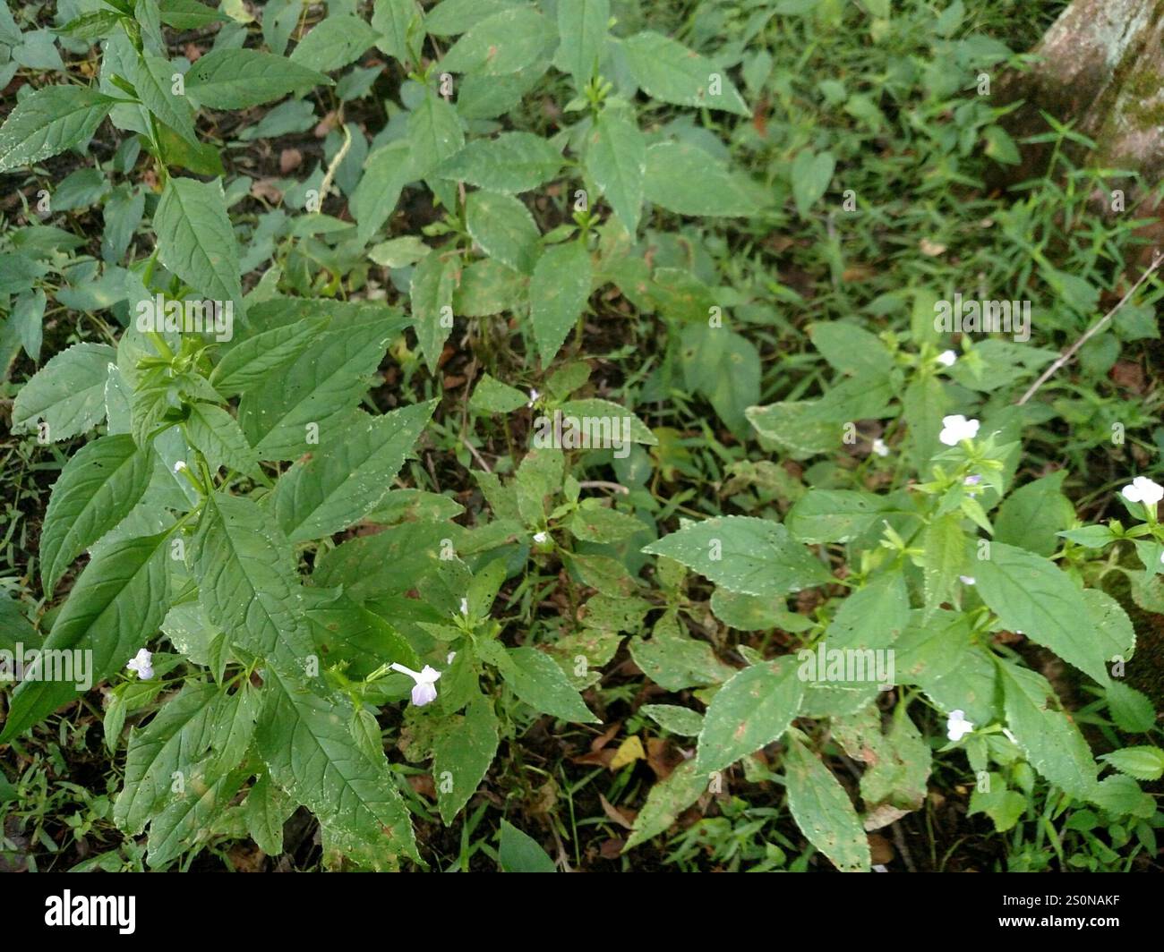 sharpwing monkeyflower (Mimulus alatus Stock Photo - Alamy
