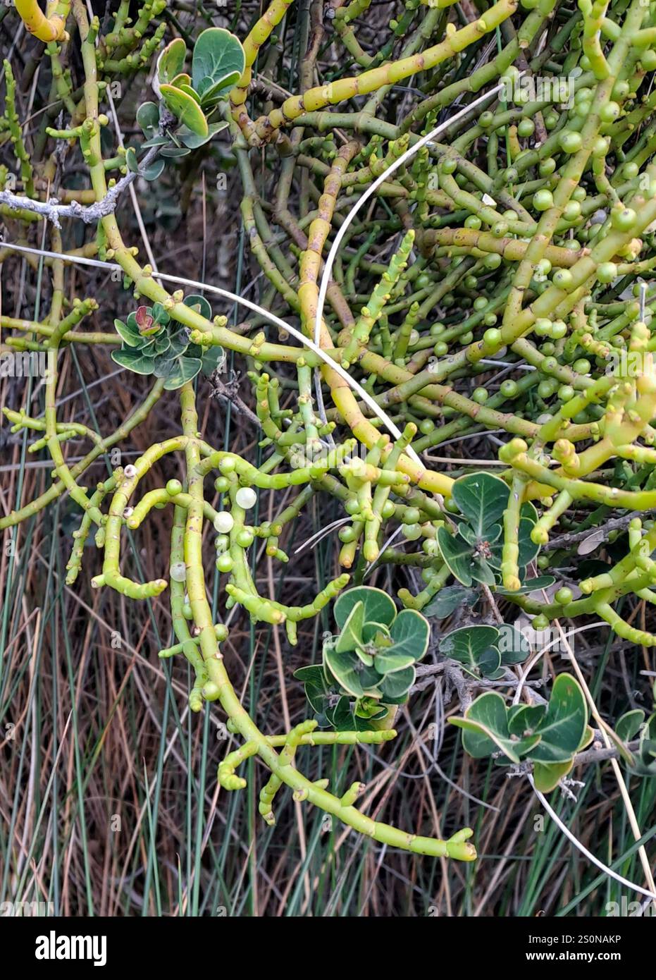 Cape Mistletoe (Viscum capense Stock Photo - Alamy