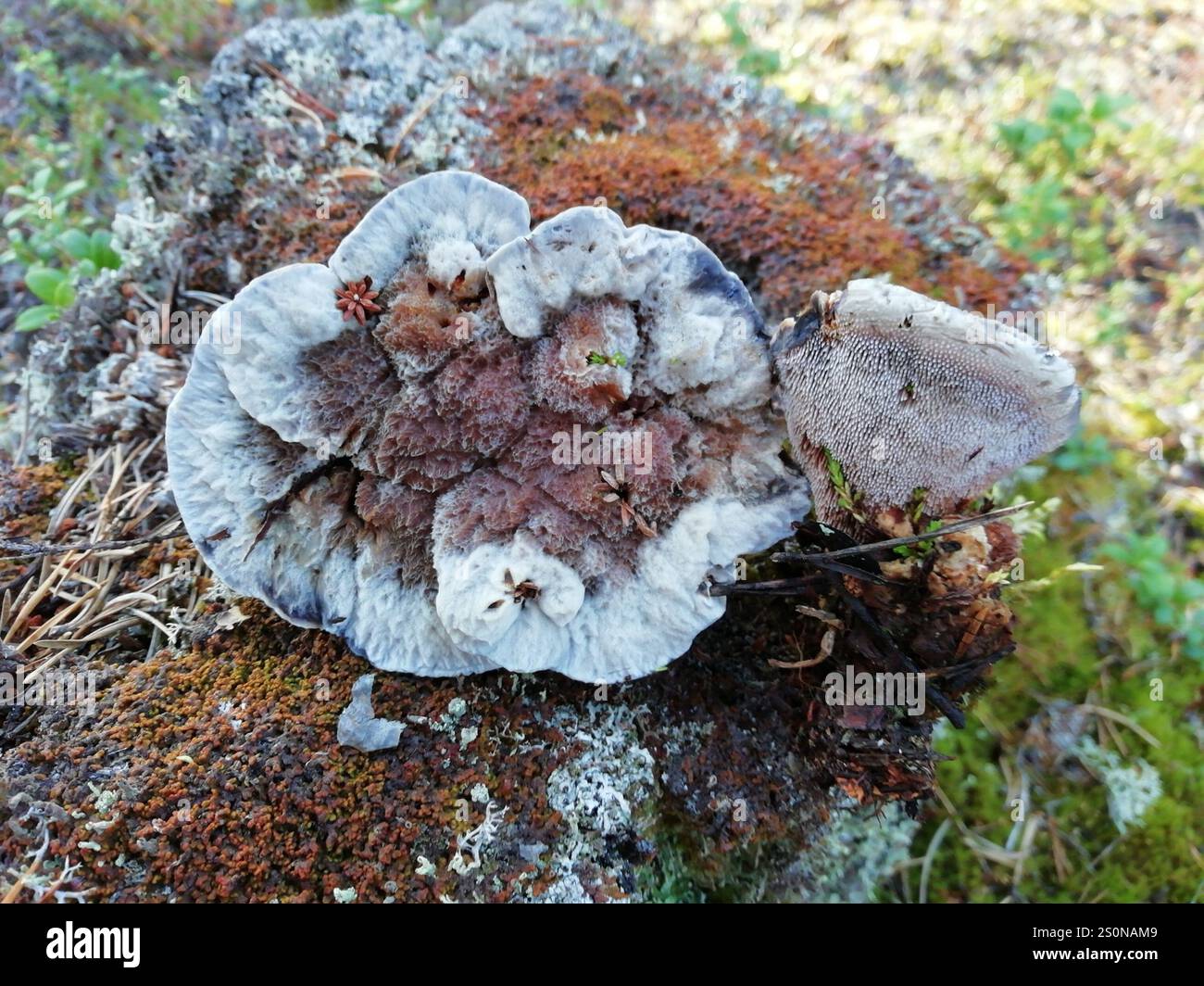 Blue Tooth (Hydnellum caeruleum Stock Photo - Alamy