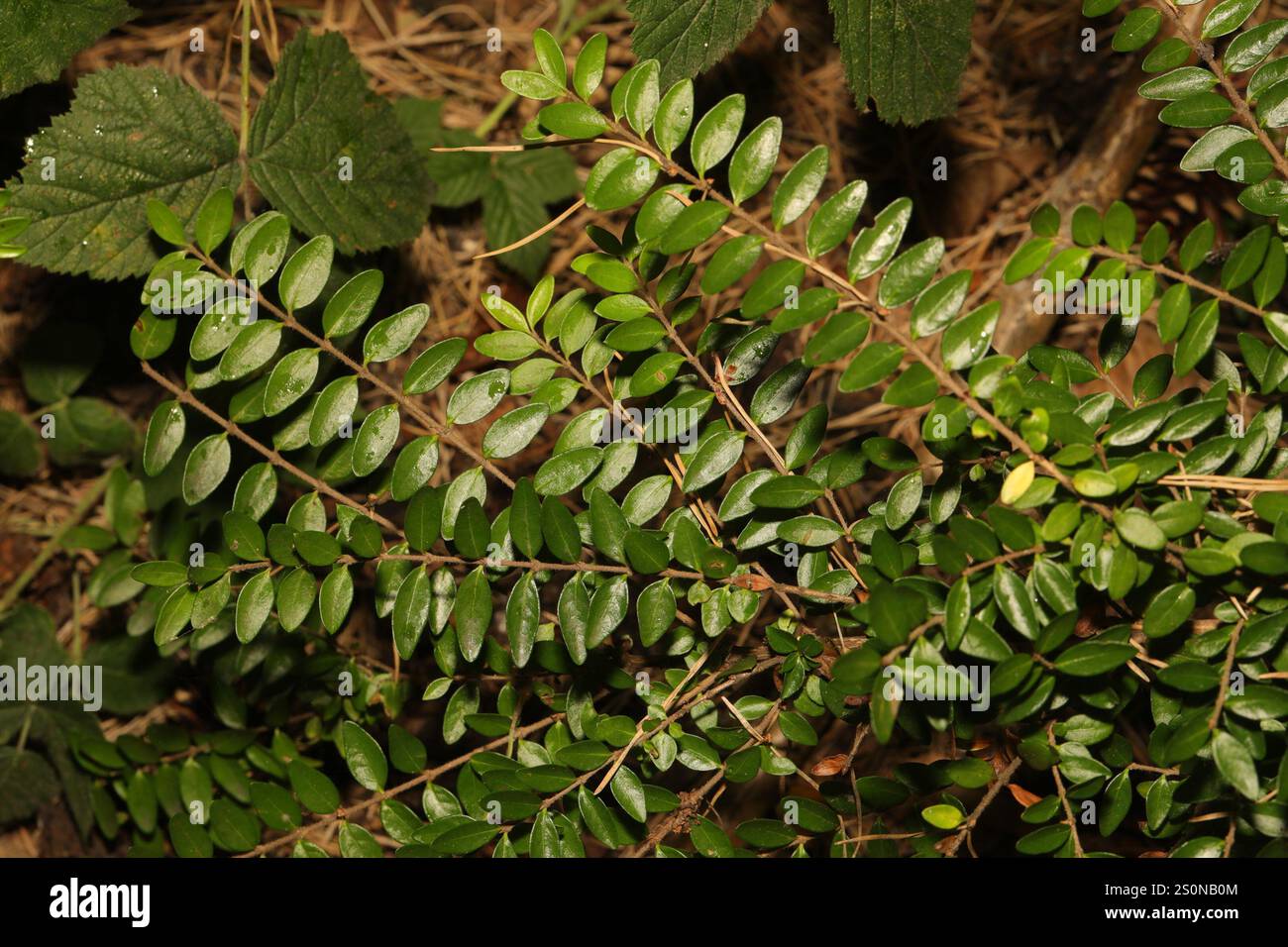 Boxleaf Honeysuckle (Lonicera ligustrina Stock Photo - Alamy
