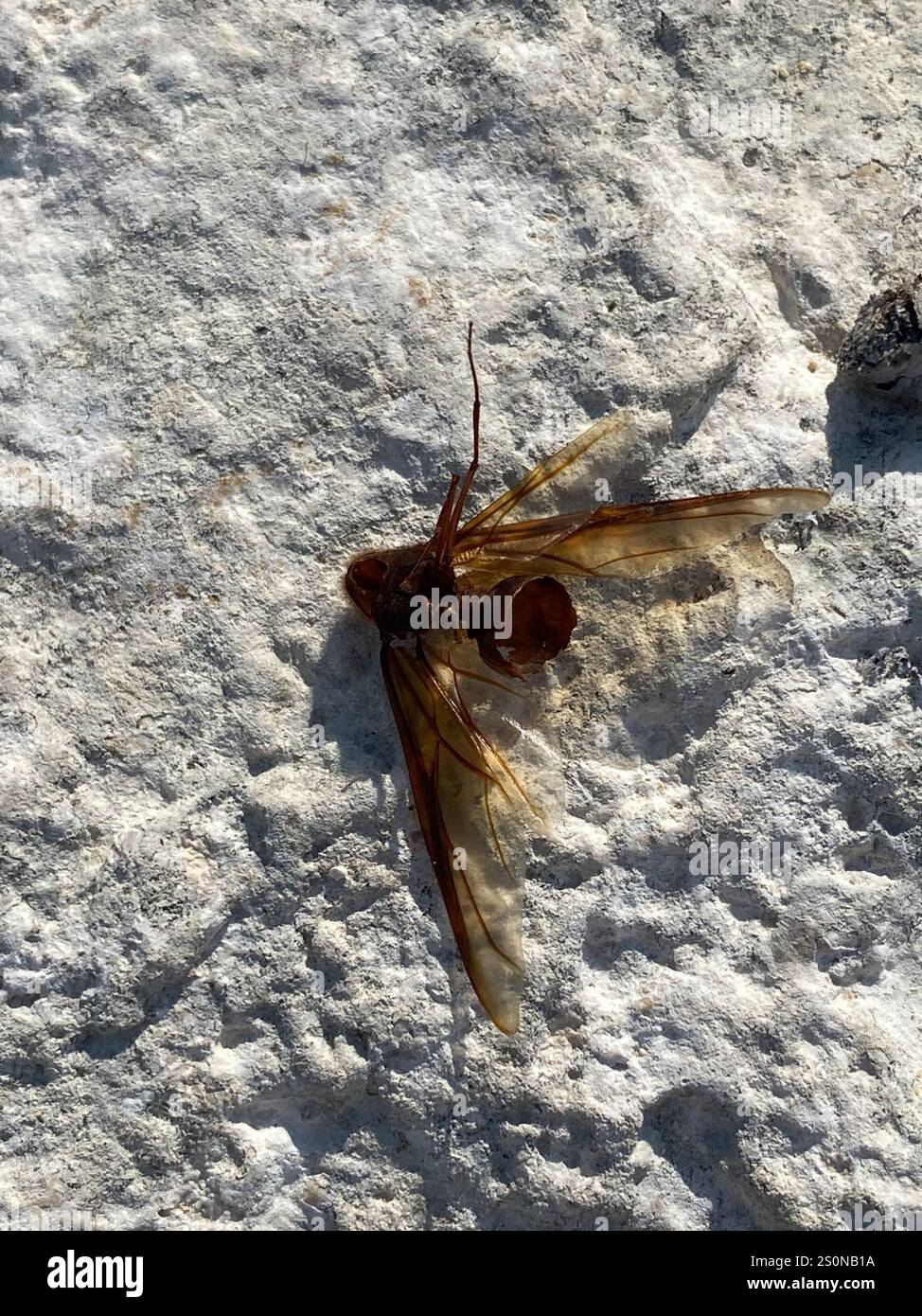 Texas Leafcutter Ant (Atta texana Stock Photo - Alamy