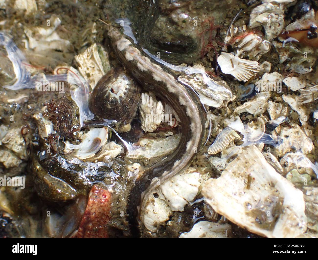 High Cockscomb (Anoplarchus purpurescens Stock Photo - Alamy