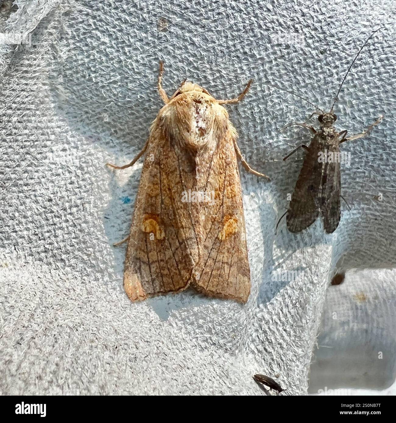Ear Moths (Amphipoea Stock Photo - Alamy