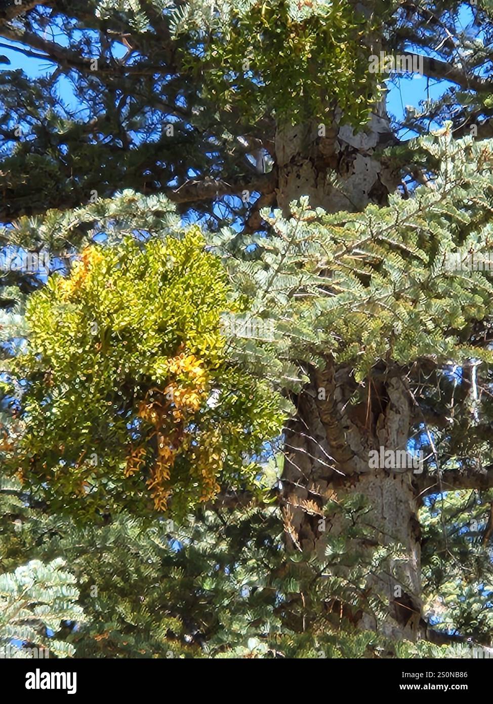 Fir Mistletoe (Phoradendron pauciflorum Stock Photo - Alamy