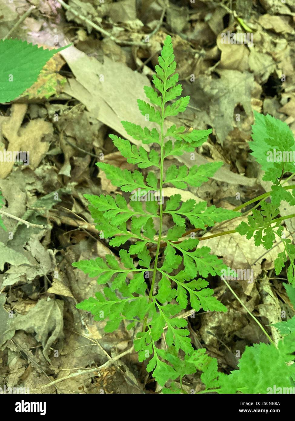 fragile ferns (Cystopteris Stock Photo - Alamy