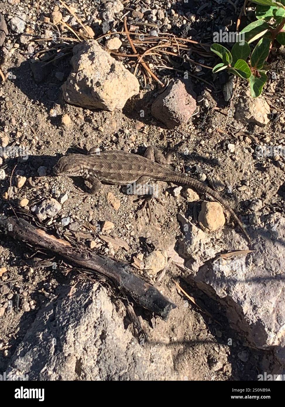 Common Sagebrush Lizard (Sceloporus graciosus Stock Photo - Alamy