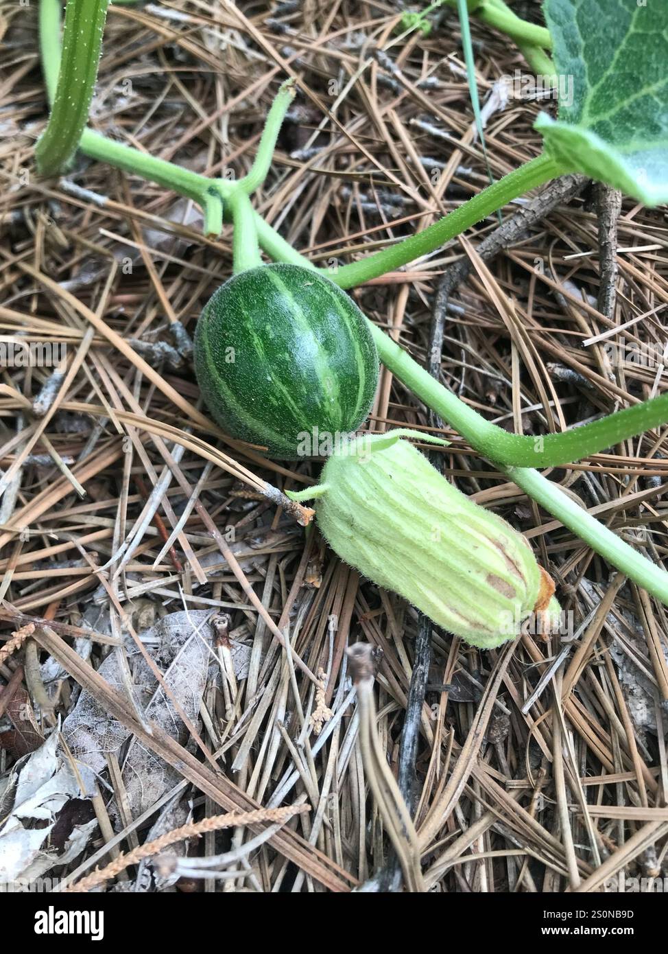 Buffalo Gourd (Cucurbita foetidissima Stock Photo - Alamy