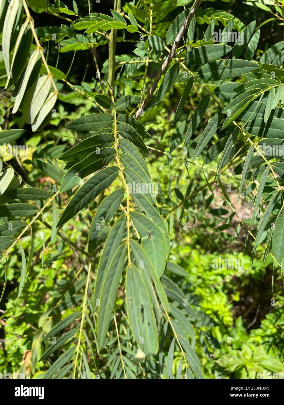 American senna (Senna hebecarpa Stock Photo - Alamy
