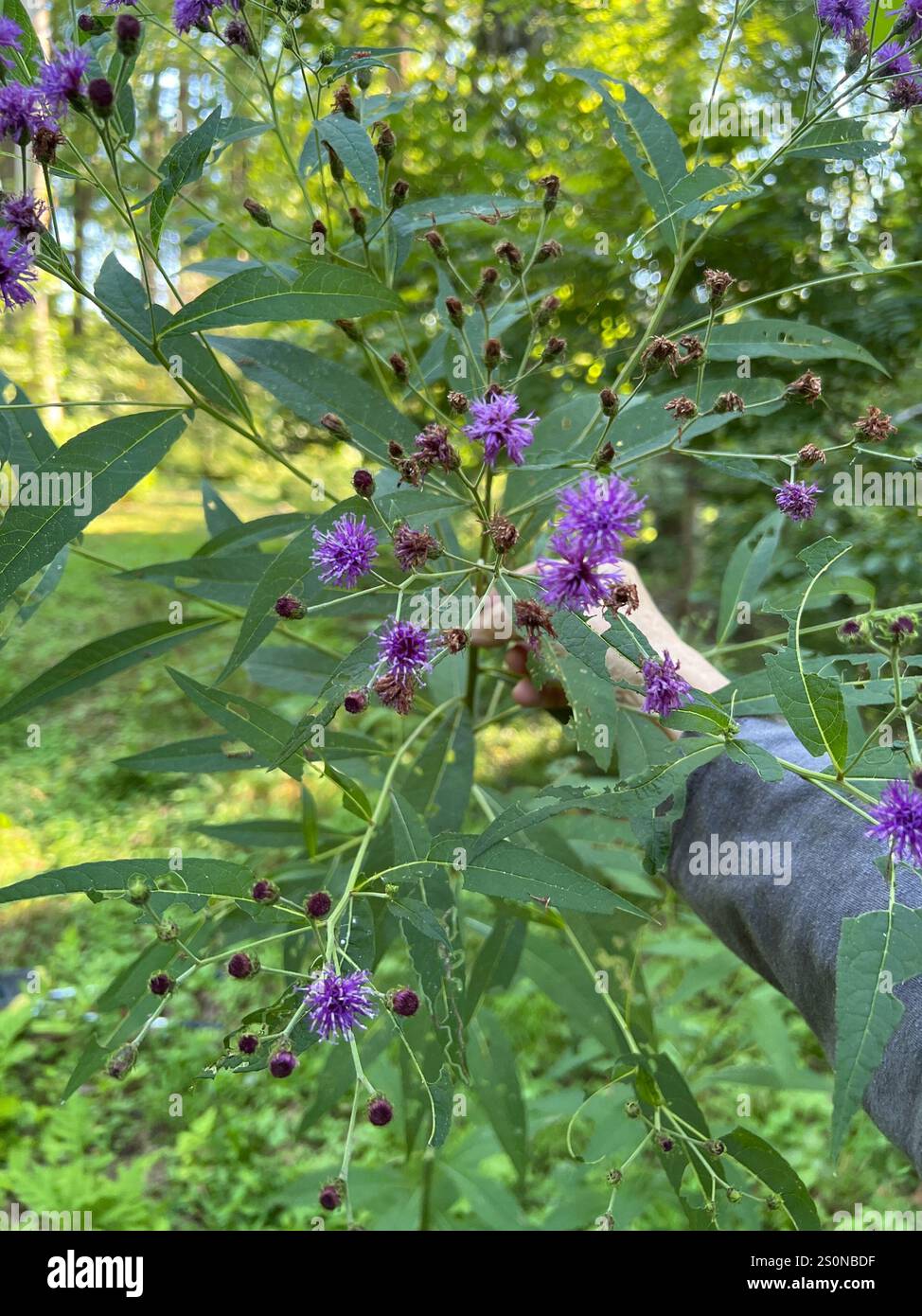 Tall Ironweed (Vernonia gigantea Stock Photo - Alamy