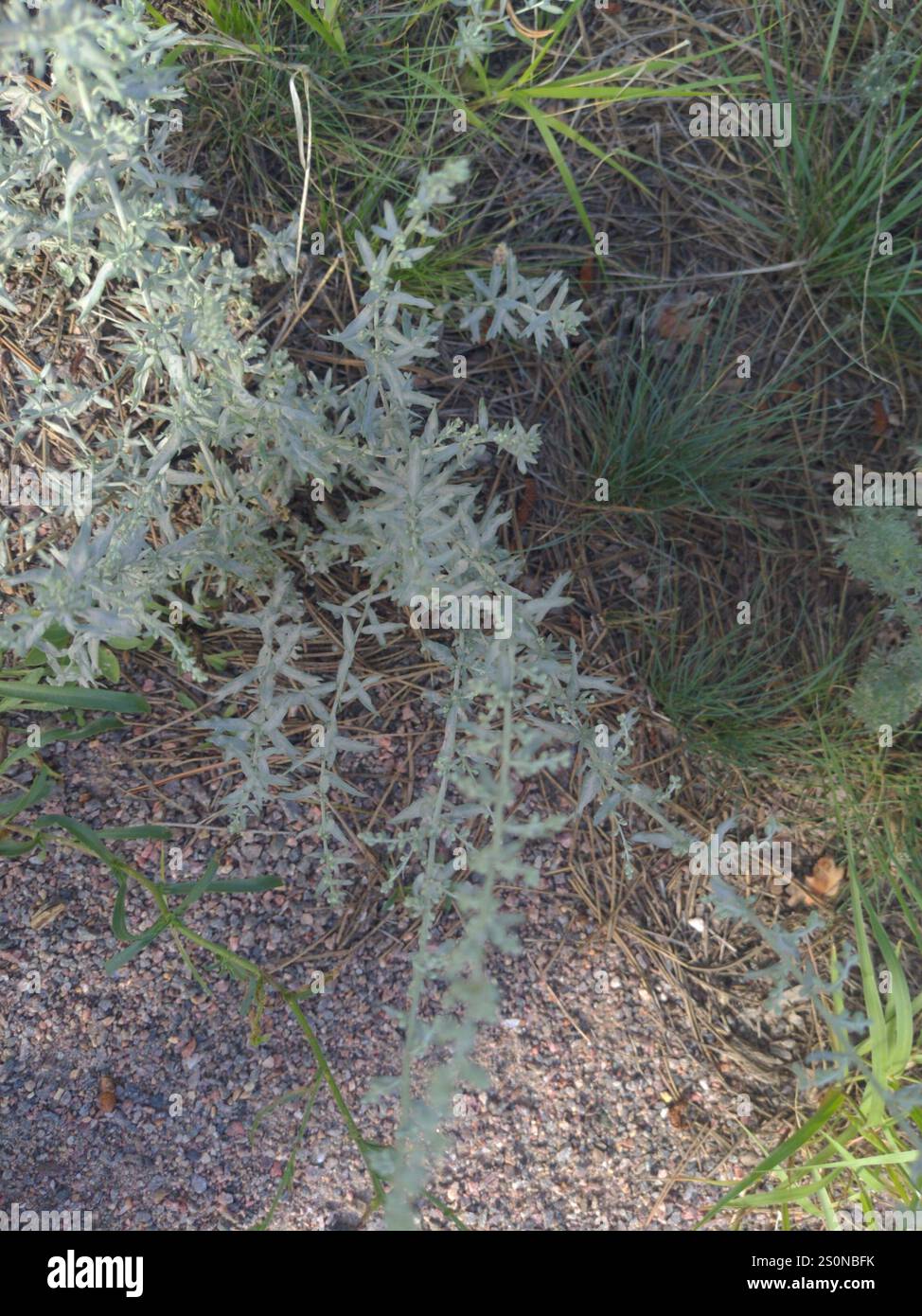 Silver Wormwood (Artemisia ludoviciana Stock Photo - Alamy