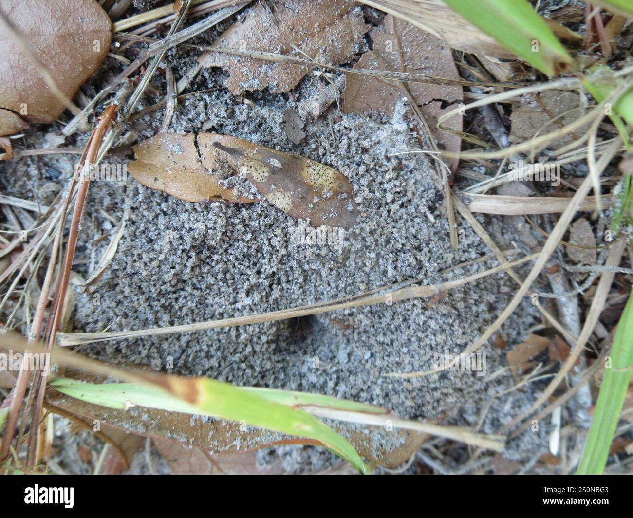 Buren's Pyramid Ant (Dorymyrmex bureni Stock Photo - Alamy