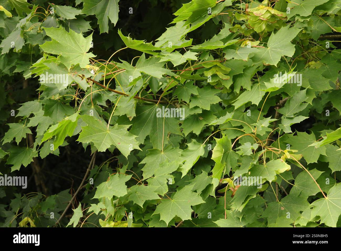 Norway maple (Acer platanoides Stock Photo - Alamy