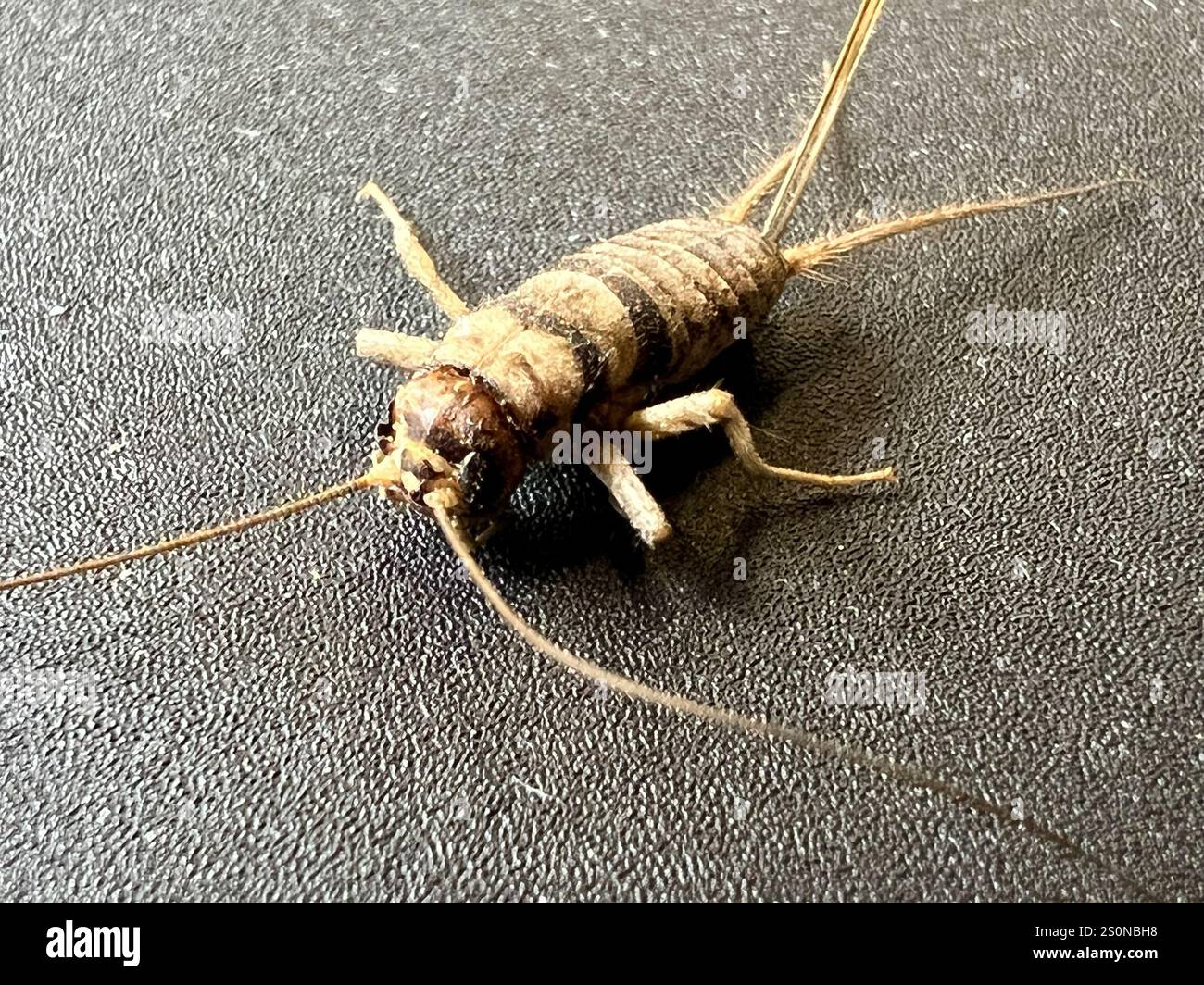 Tropical house cricket hi-res stock photography and images - Alamy