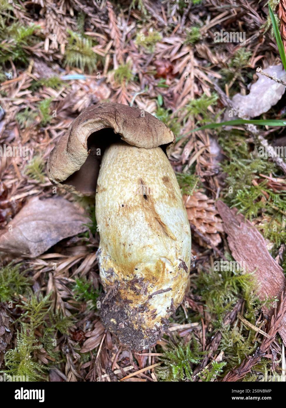 Rex veris hi-res stock photography and images - Alamy