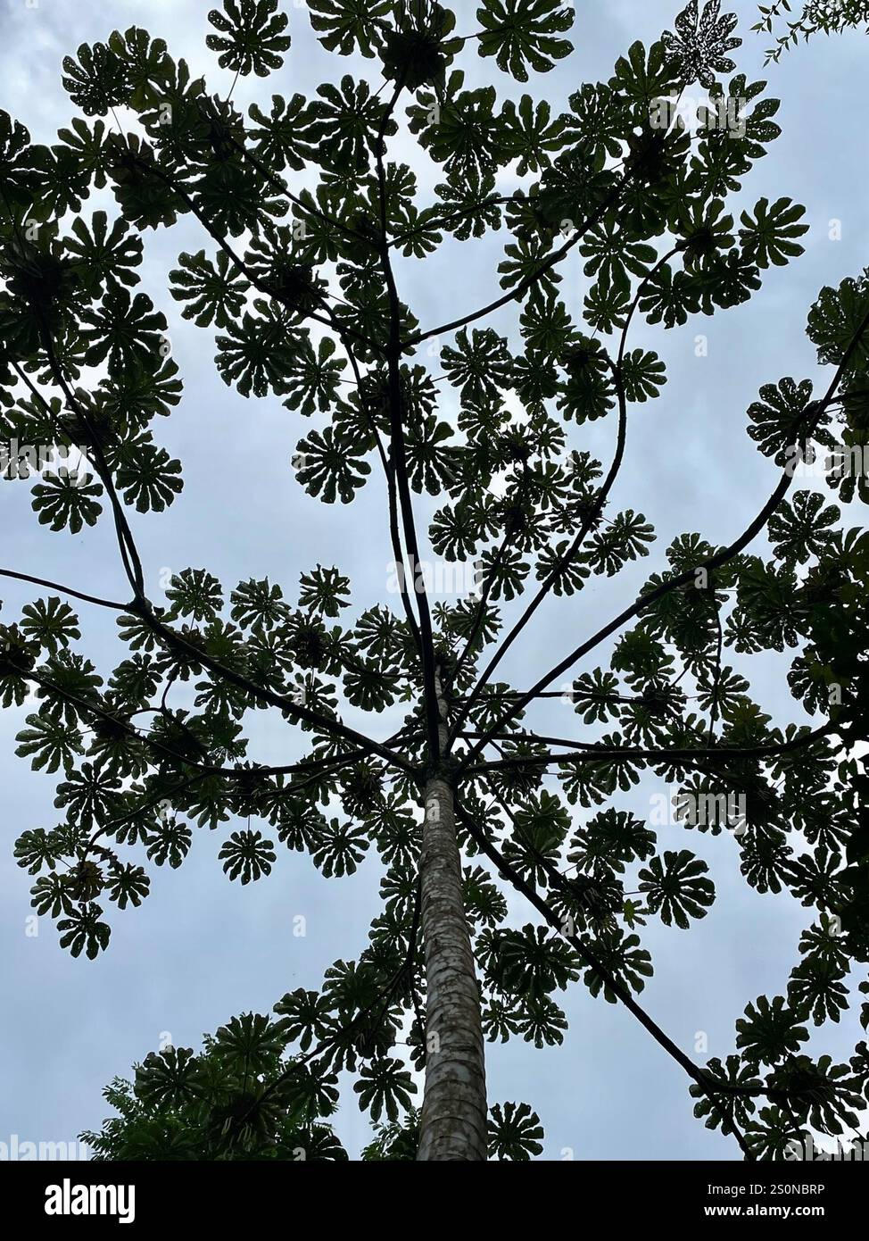 trumpet-tree (Cecropia obtusifolia Stock Photo - Alamy
