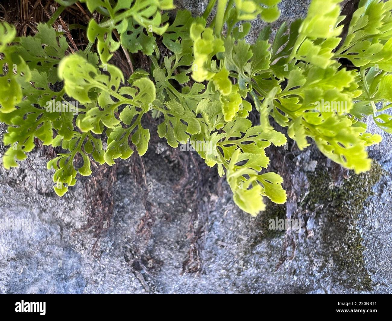Cascade parsley fern (Cryptogramma cascadensis Stock Photo - Alamy