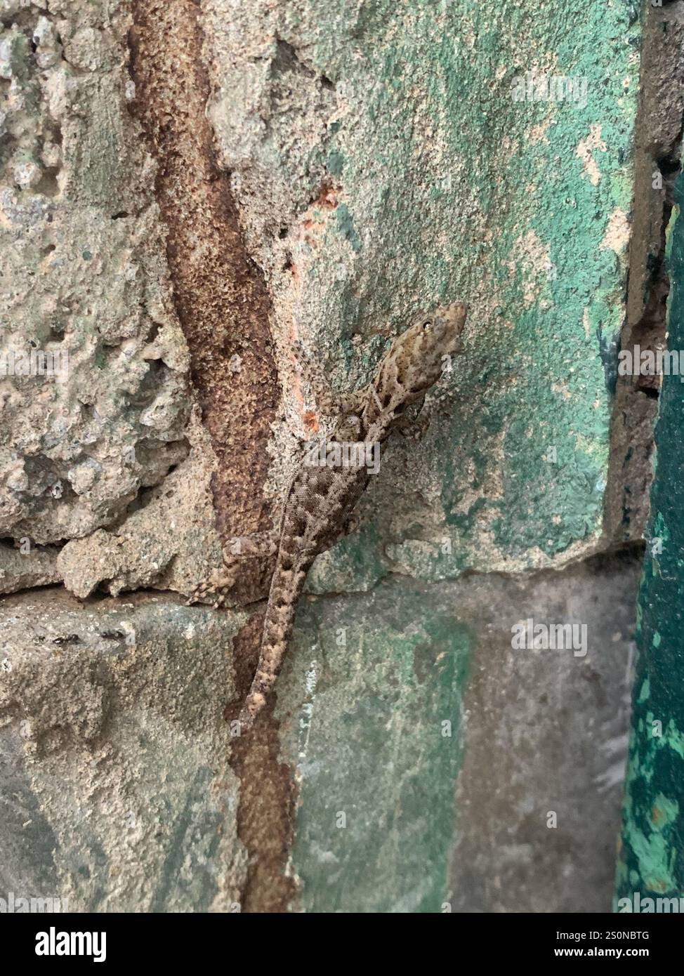 Shieldhead hi-res stock photography and images - Alamy