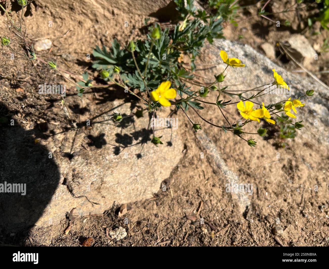 Blueleaf Cinquefoil (Potentilla glaucophylla Stock Photo - Alamy