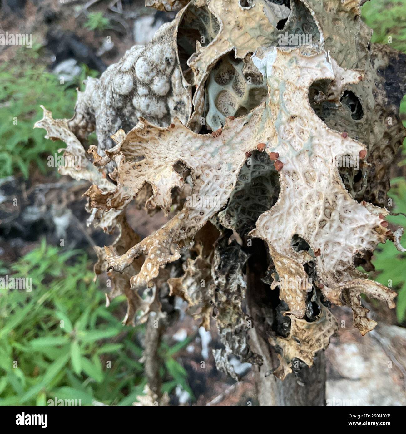 Tree Lungwort (Lobaria pulmonaria Stock Photo - Alamy