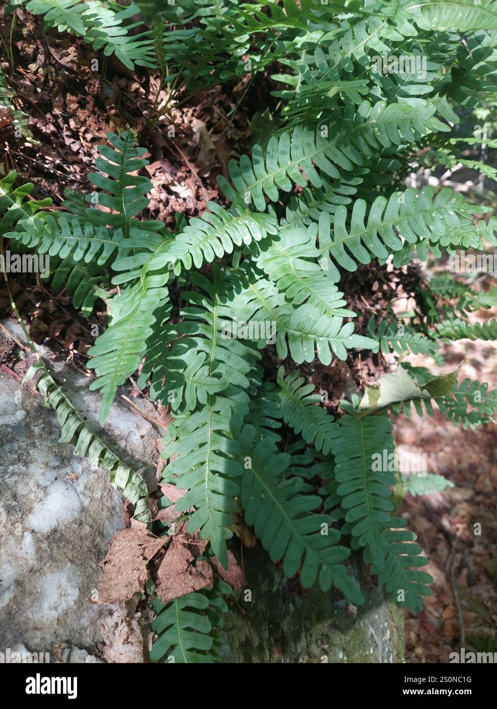 rock polypody (Polypodium virginianum Stock Photo - Alamy
